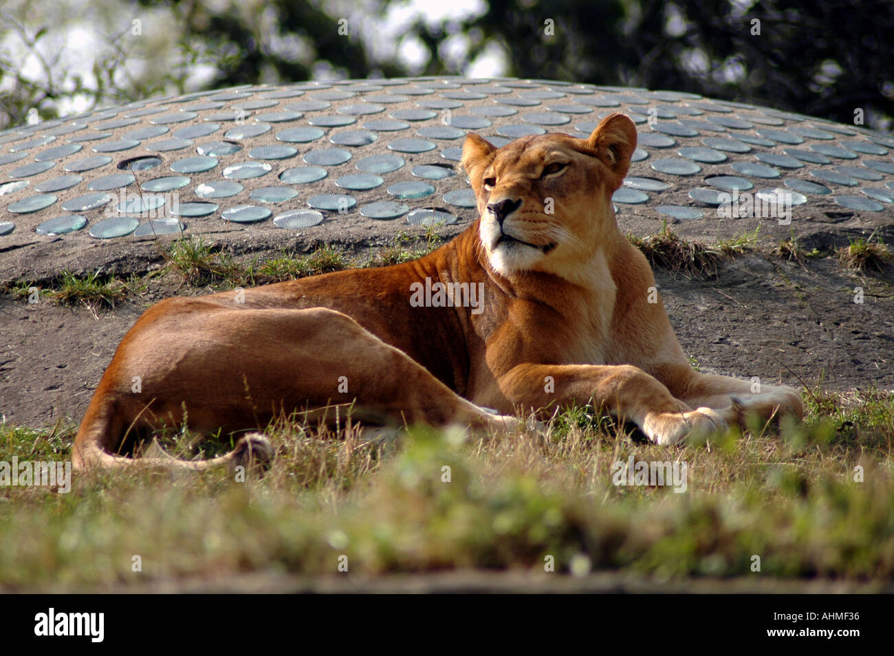 Fat lioness hi-res stock photography and images - Alamy