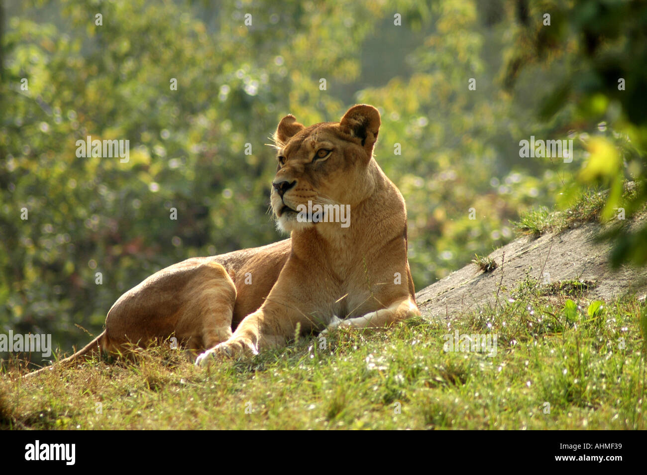 Fat lioness hi-res stock photography and images - Alamy