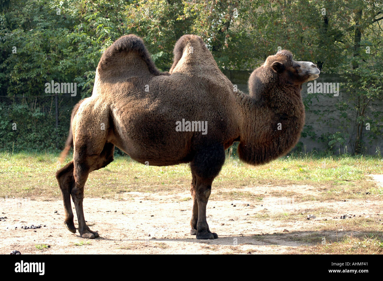 Two hump camel hi-res stock photography and images - Alamy