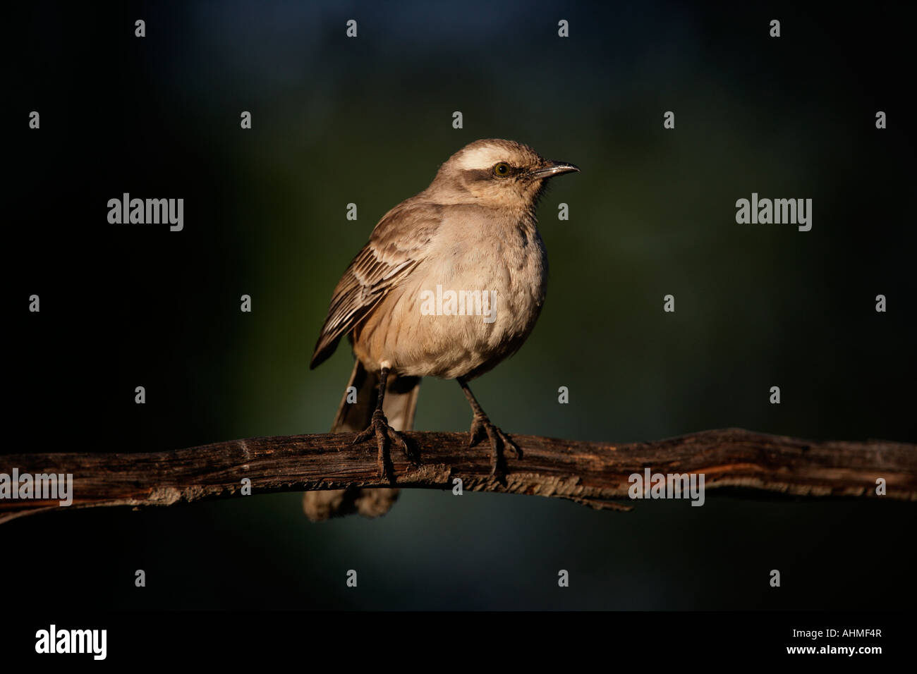 Chalk browed mockingbird Mimus saturninus Brazil Stock Photo - Alamy