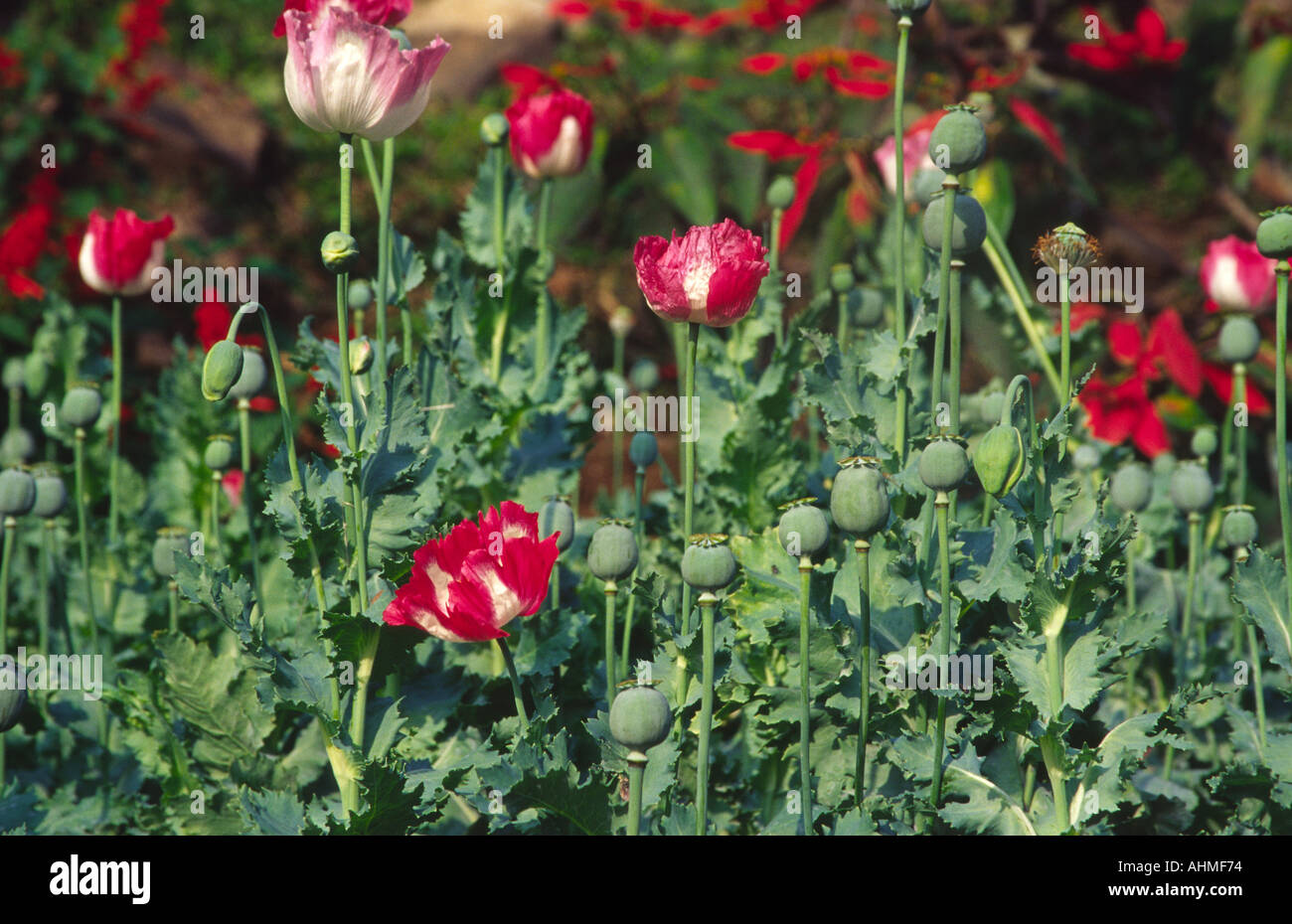Diseases of flowers hi-res stock photography and images - Alamy