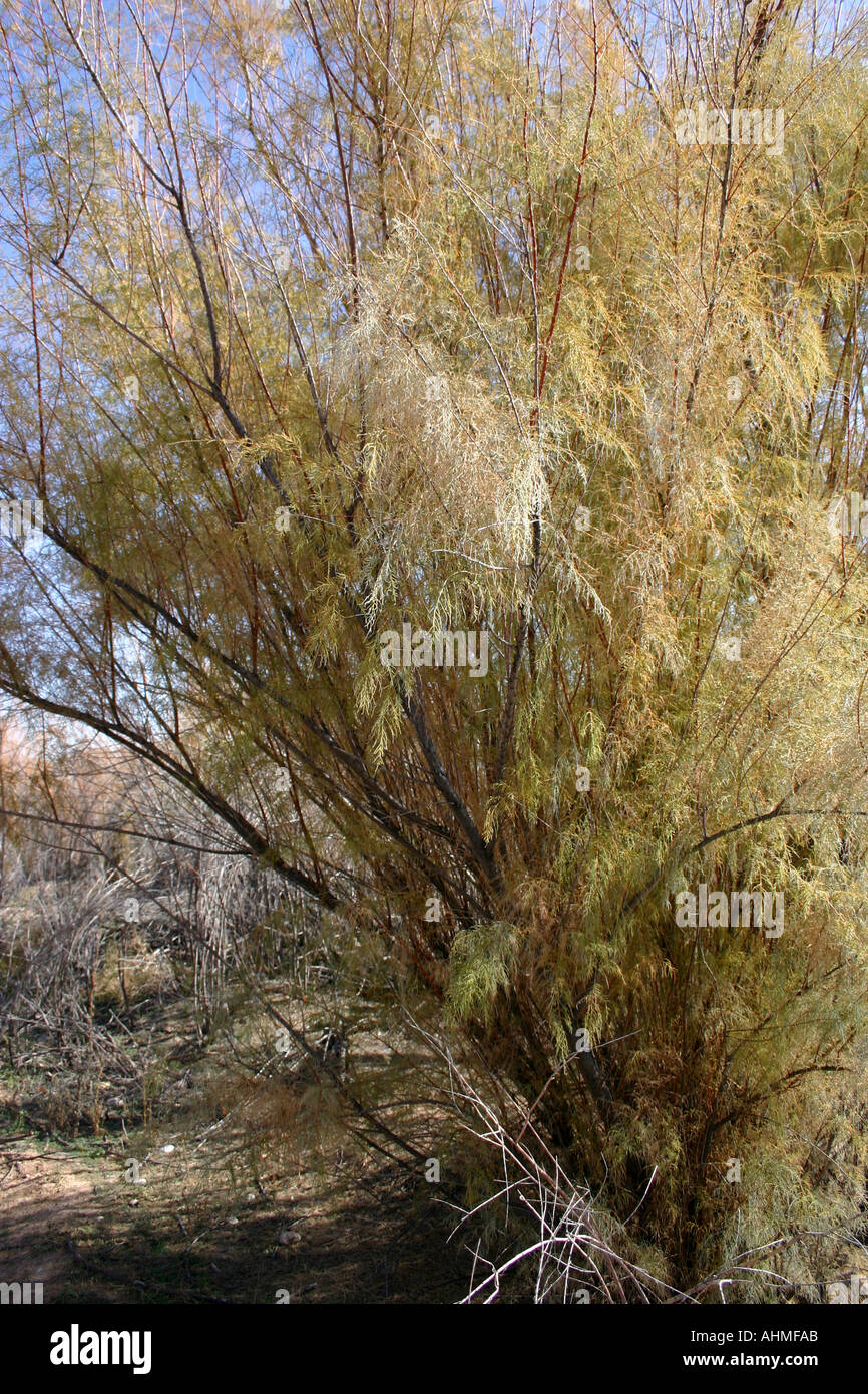 Salt cedar desert hi-res stock photography and images - Alamy