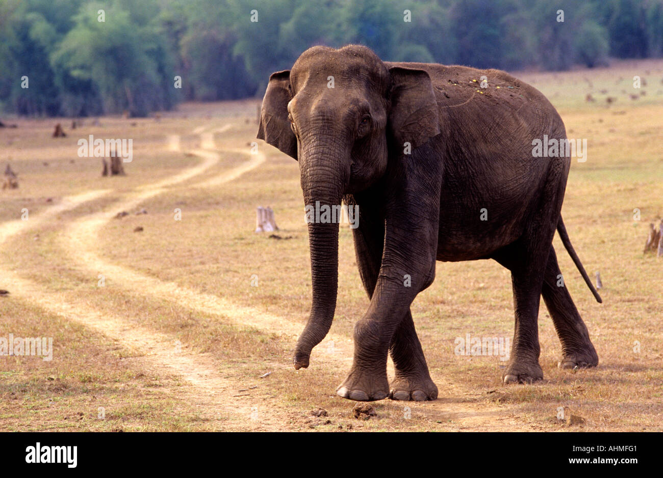 ELEPHANT ON THE BANKS OF KABINI MYSORE KARNATAKA Stock Photo - Alamy