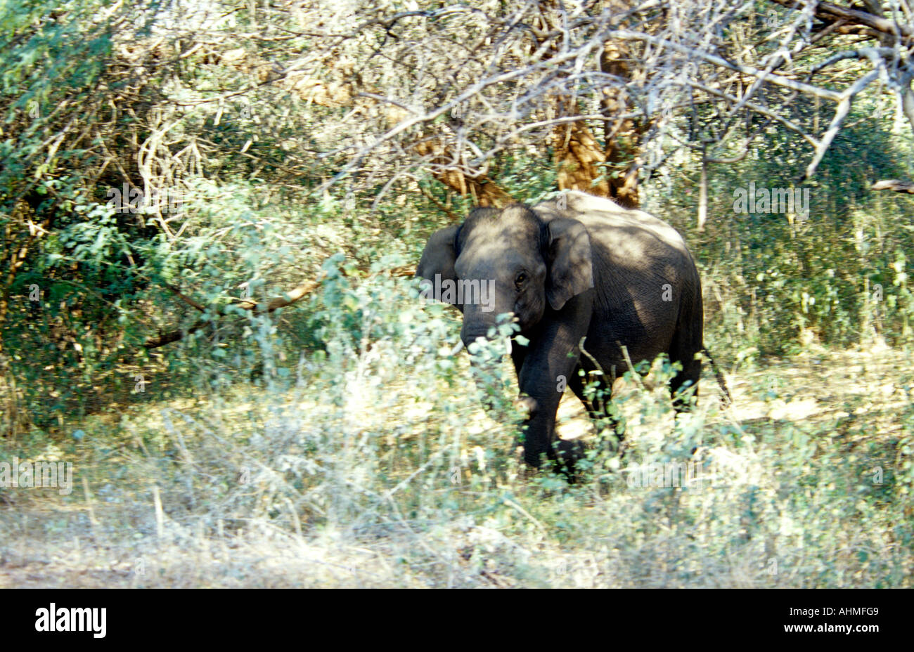 ELEPHANT IN WAYANAD KERALA Stock Photo - Alamy