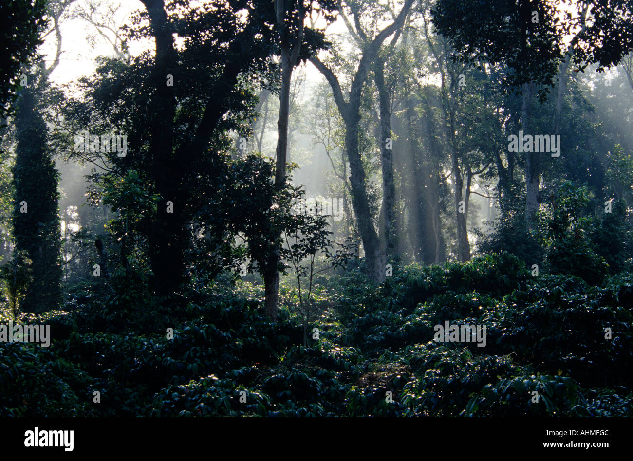 COFFEE PLANTATIONS IN COORG Stock Photo - Alamy