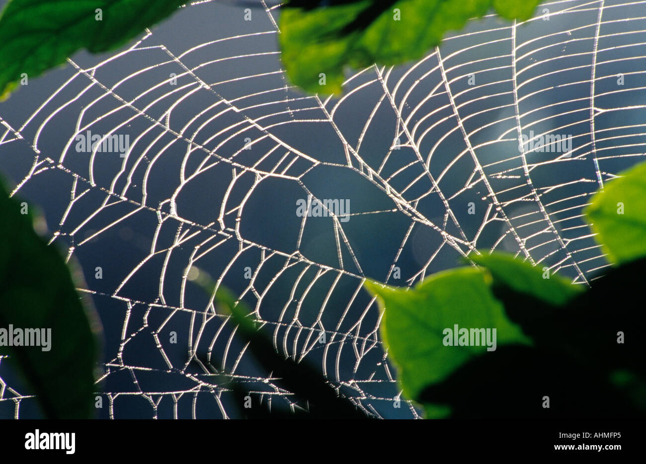 SPIDER WEB KERALA Stock Photo - Alamy