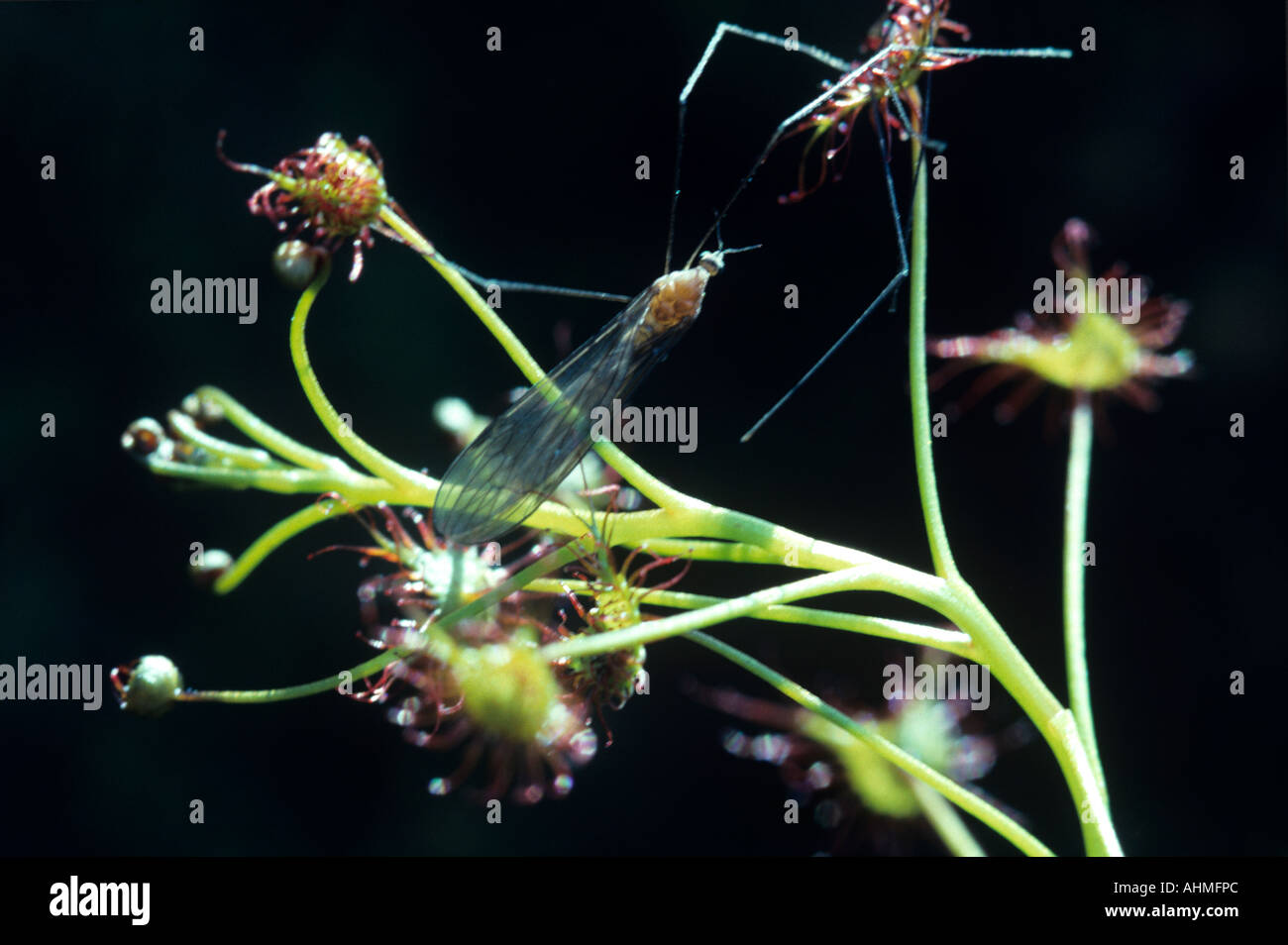 INSECTIVOROUS PLANT DROSERA KERALA Stock Photo - Alamy