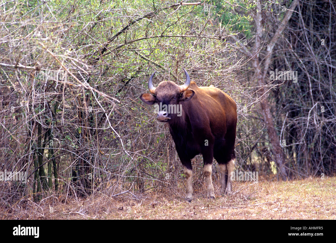 Bison kerala hi-res stock photography and images - Alamy