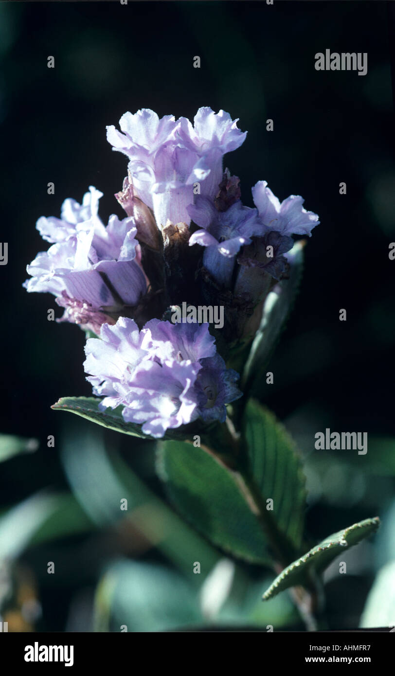 Kurinji hi-res stock photography and images - Alamy