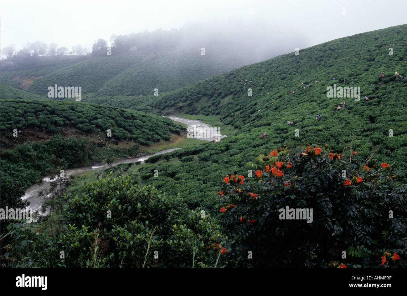 PEERUMEDU IN WESTERN GHATS KERALA Stock Photo - Alamy