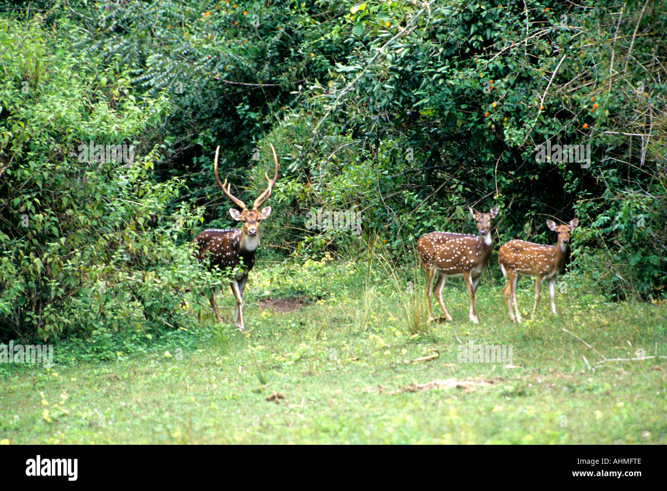 Spotted deers india hi-res stock photography and images - Alamy