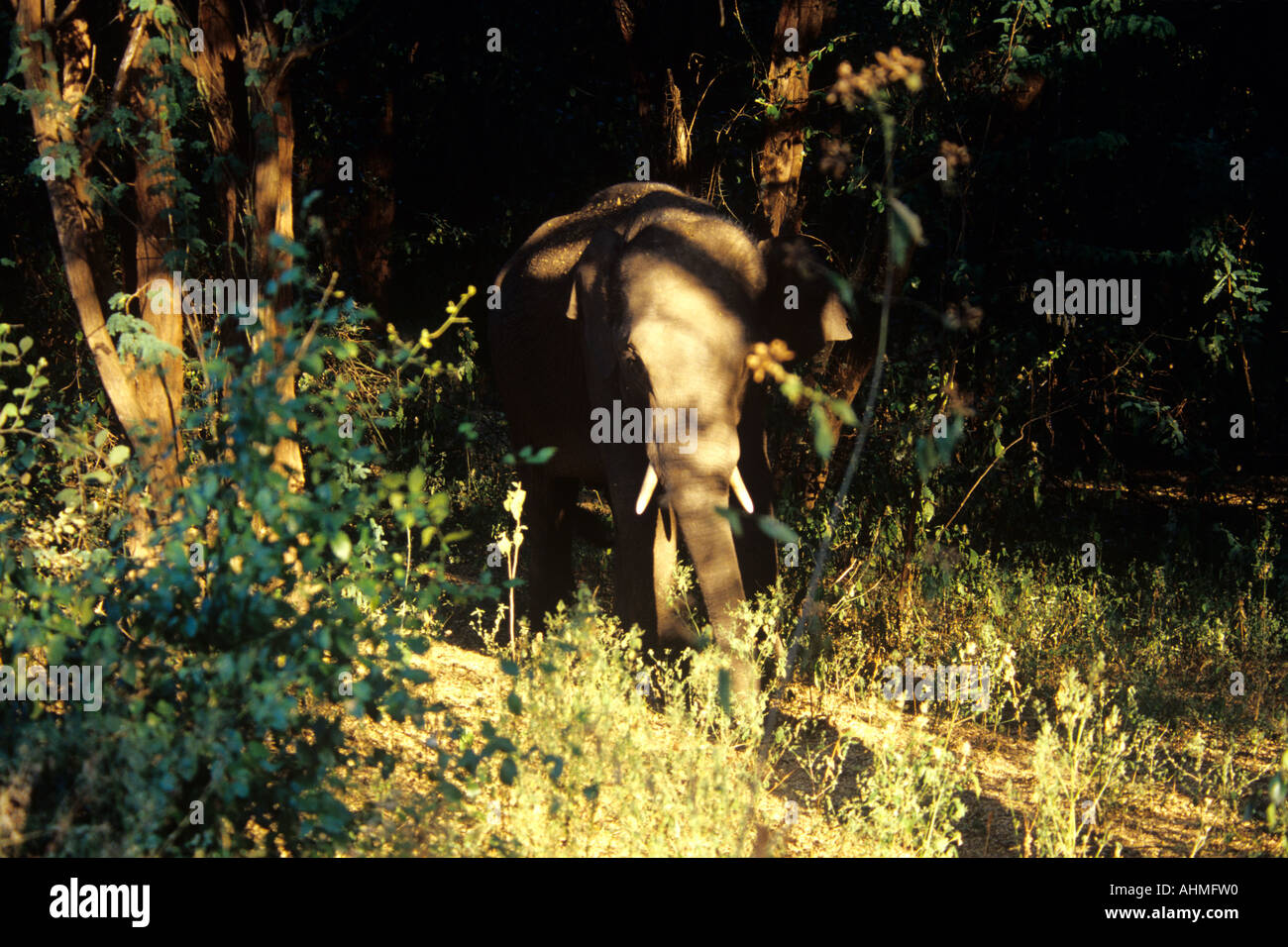 Chinnar hi-res stock photography and images - Alamy