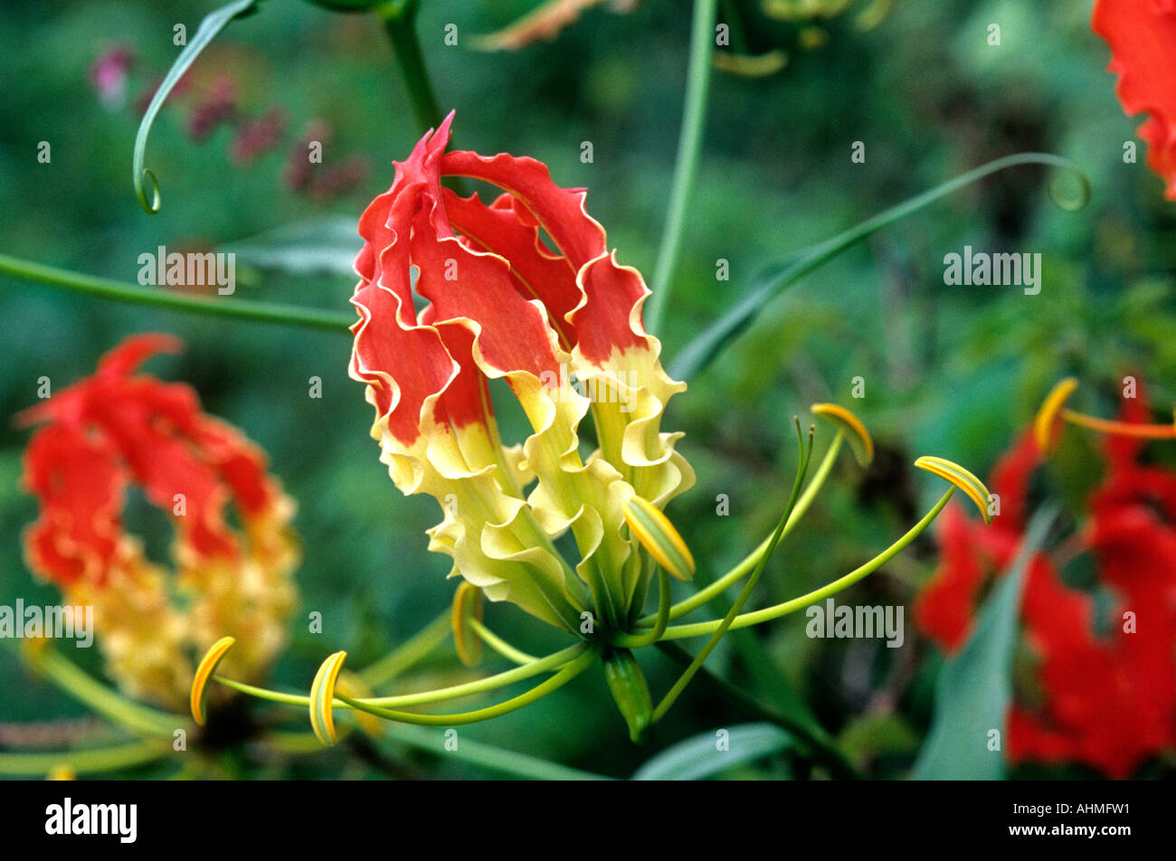 GLORIOSA SUPERBA KERALA Stock Photo - Alamy