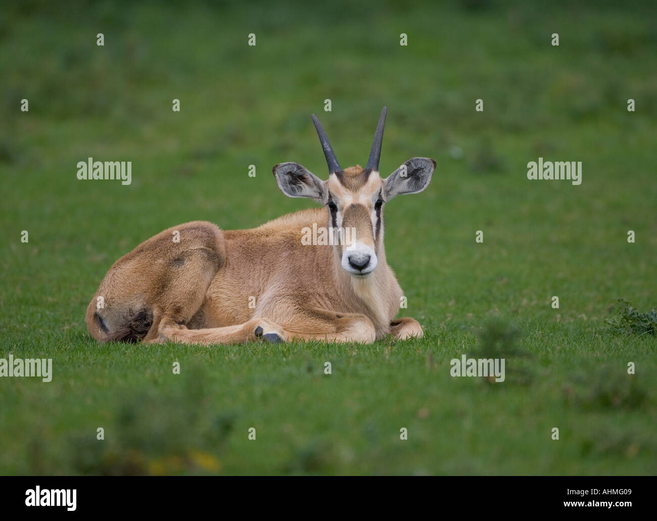 Feeding young striking hi-res stock photography and images - Alamy