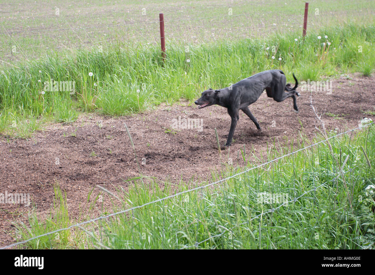 Winning greyhound hi-res stock photography and images - Alamy