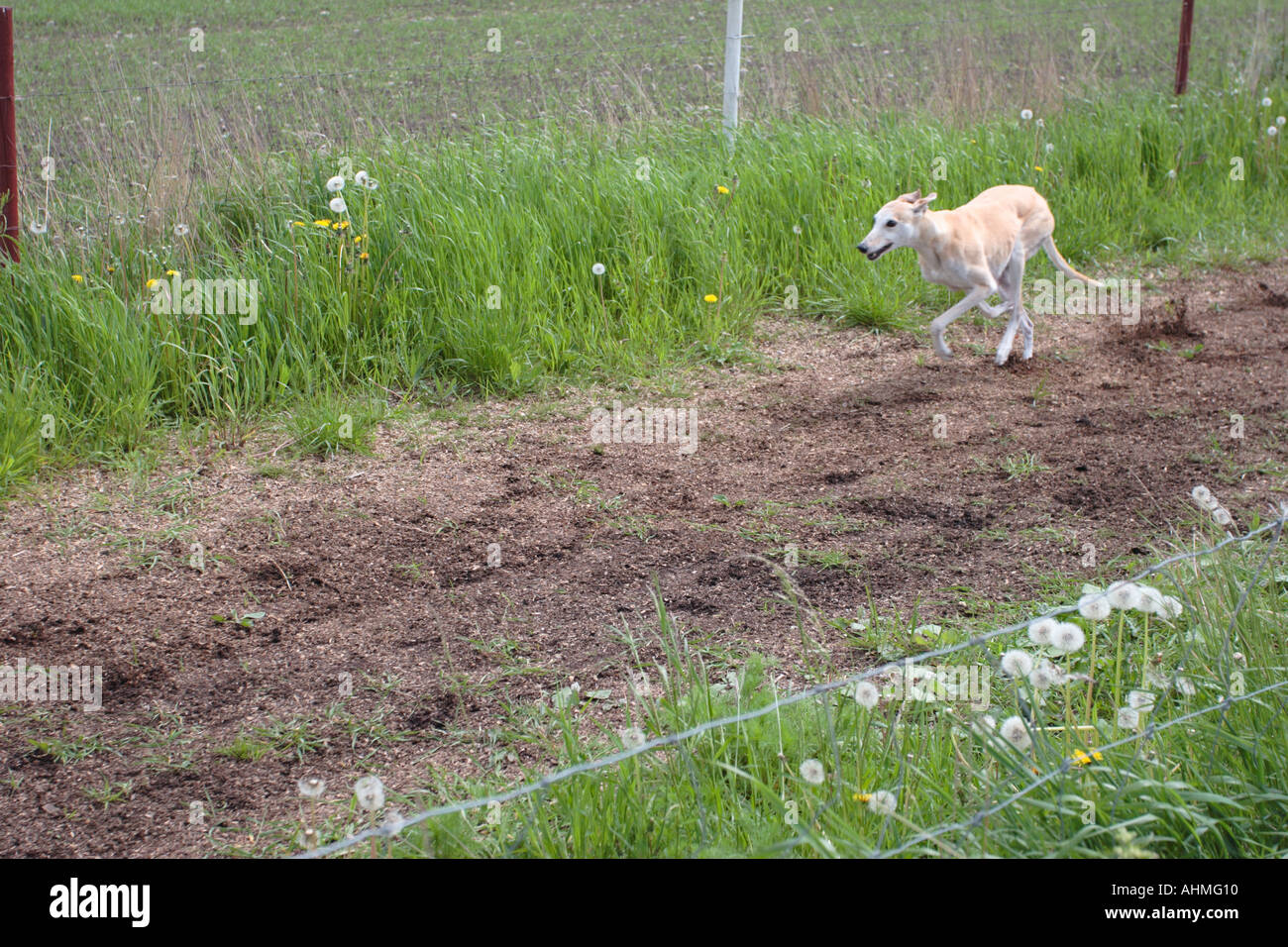 Winning greyhound hi-res stock photography and images - Alamy