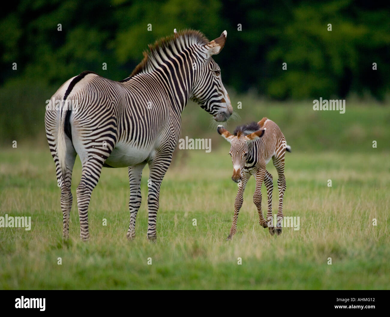 Baby zebra feed hi-res stock photography and images - Alamy