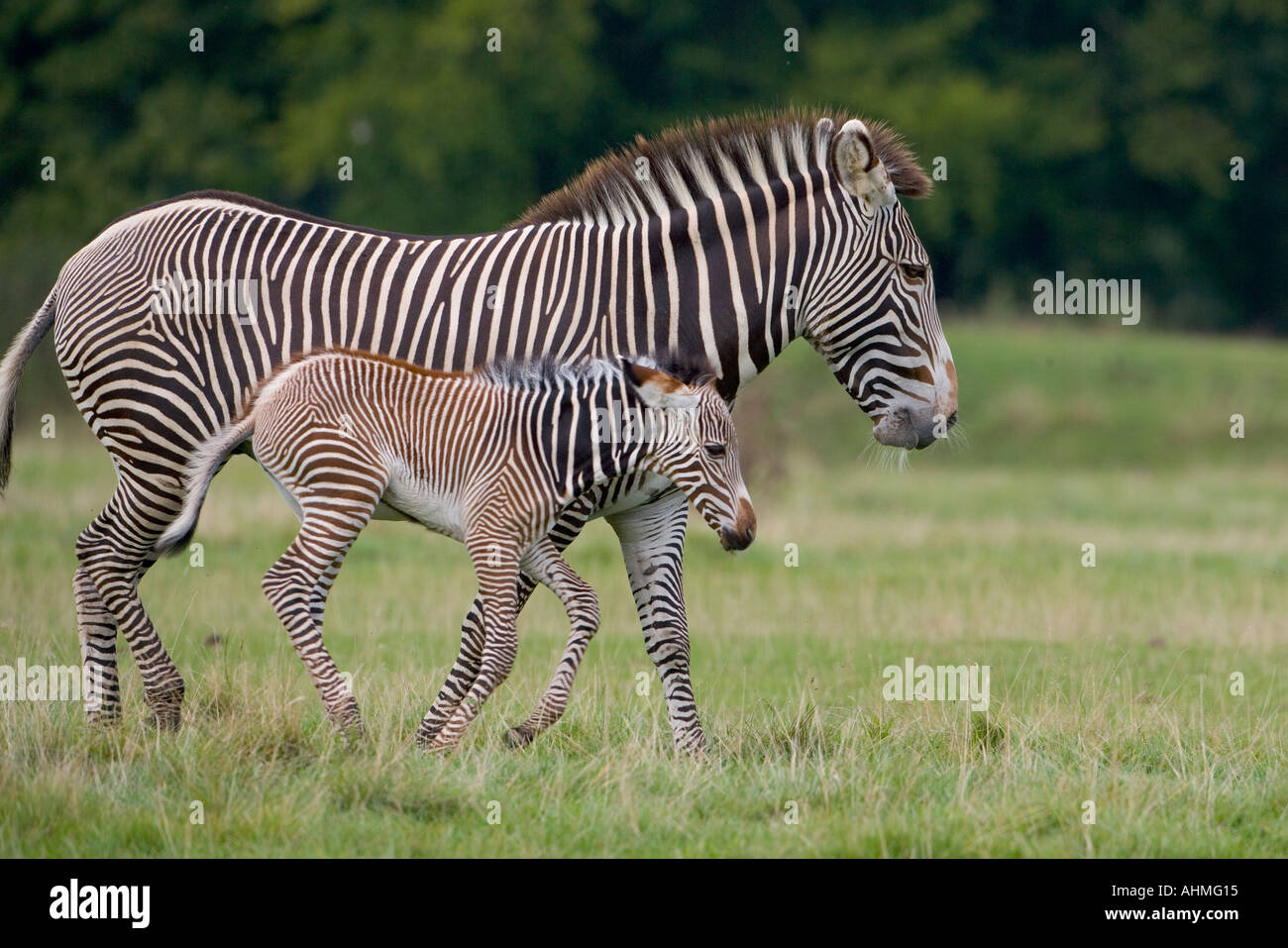 Baby zebra feed hi-res stock photography and images - Alamy