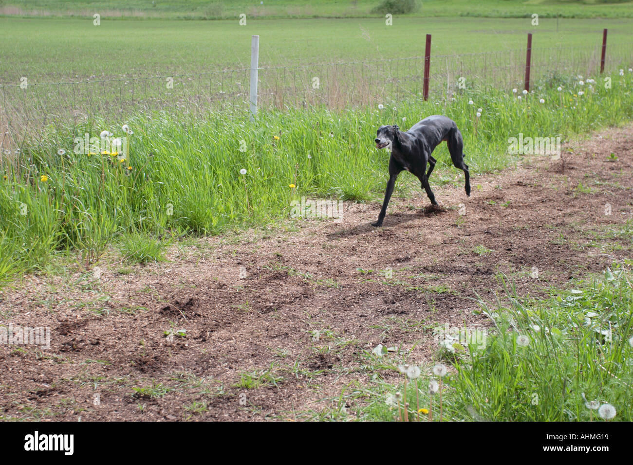 Winning greyhound hi-res stock photography and images - Alamy