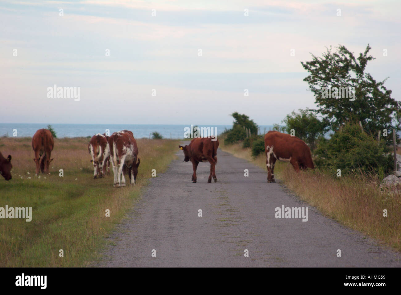 Cows in the road Stock Photo - Alamy