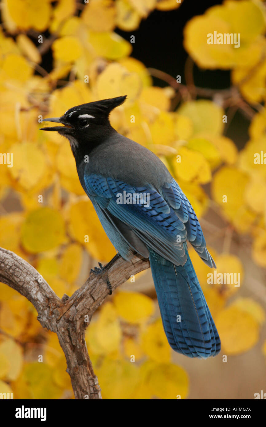 Stellar's jay hi-res stock photography and images - Alamy