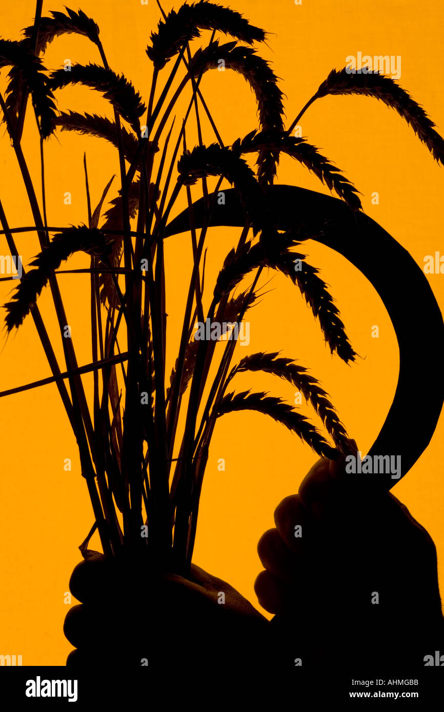 Wheat Cutting by Hand Stock Photo - Alamy