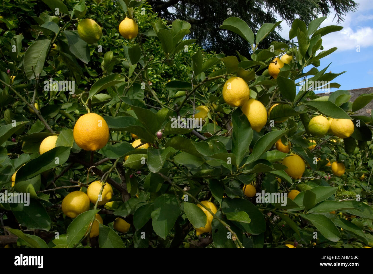 Lemon tree flowers hi-res stock photography and images - Alamy