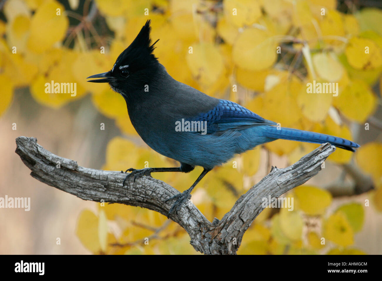 Stellar's jay hi-res stock photography and images - Alamy