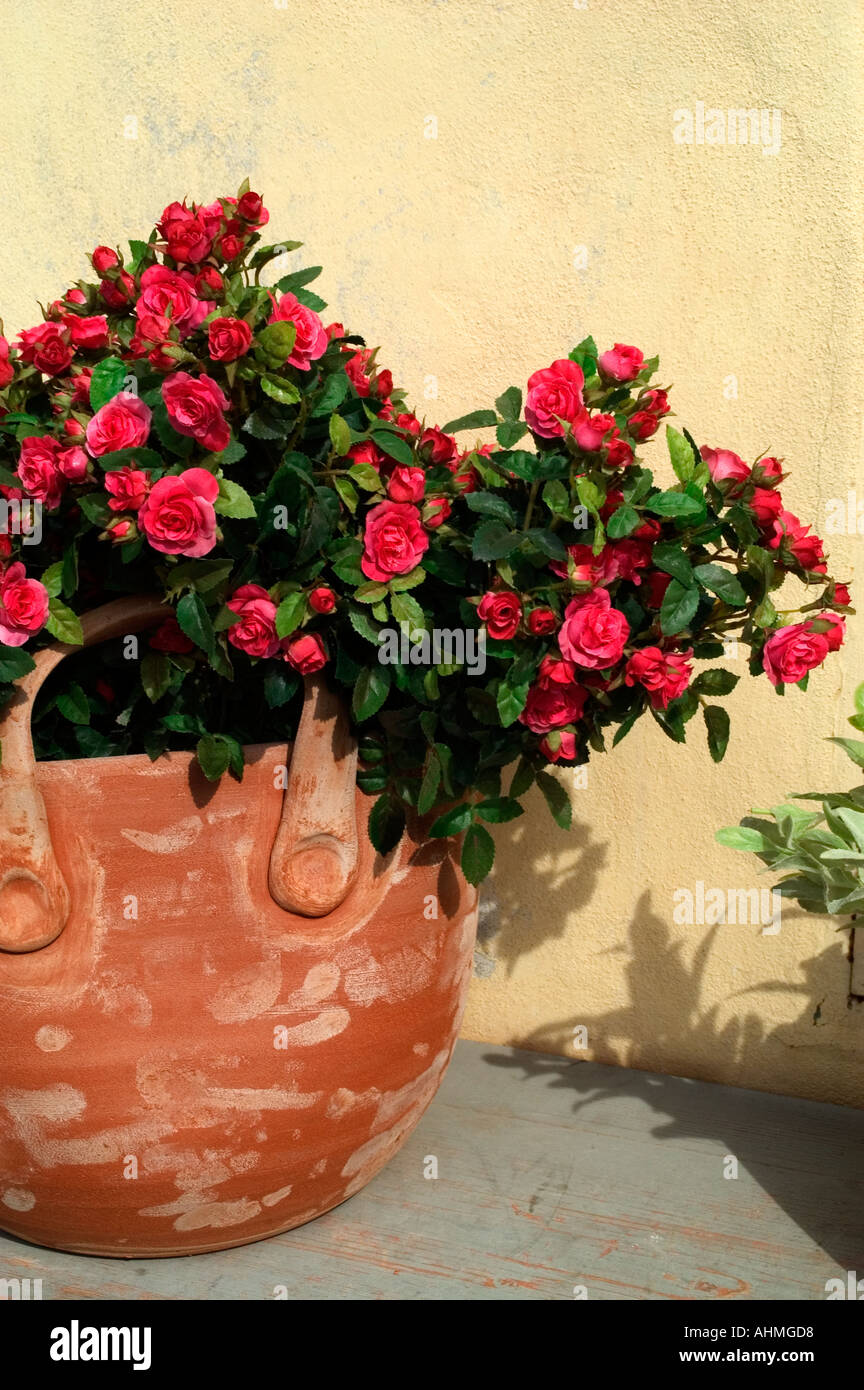 Garden roses florence hi-res stock photography and images - Alamy