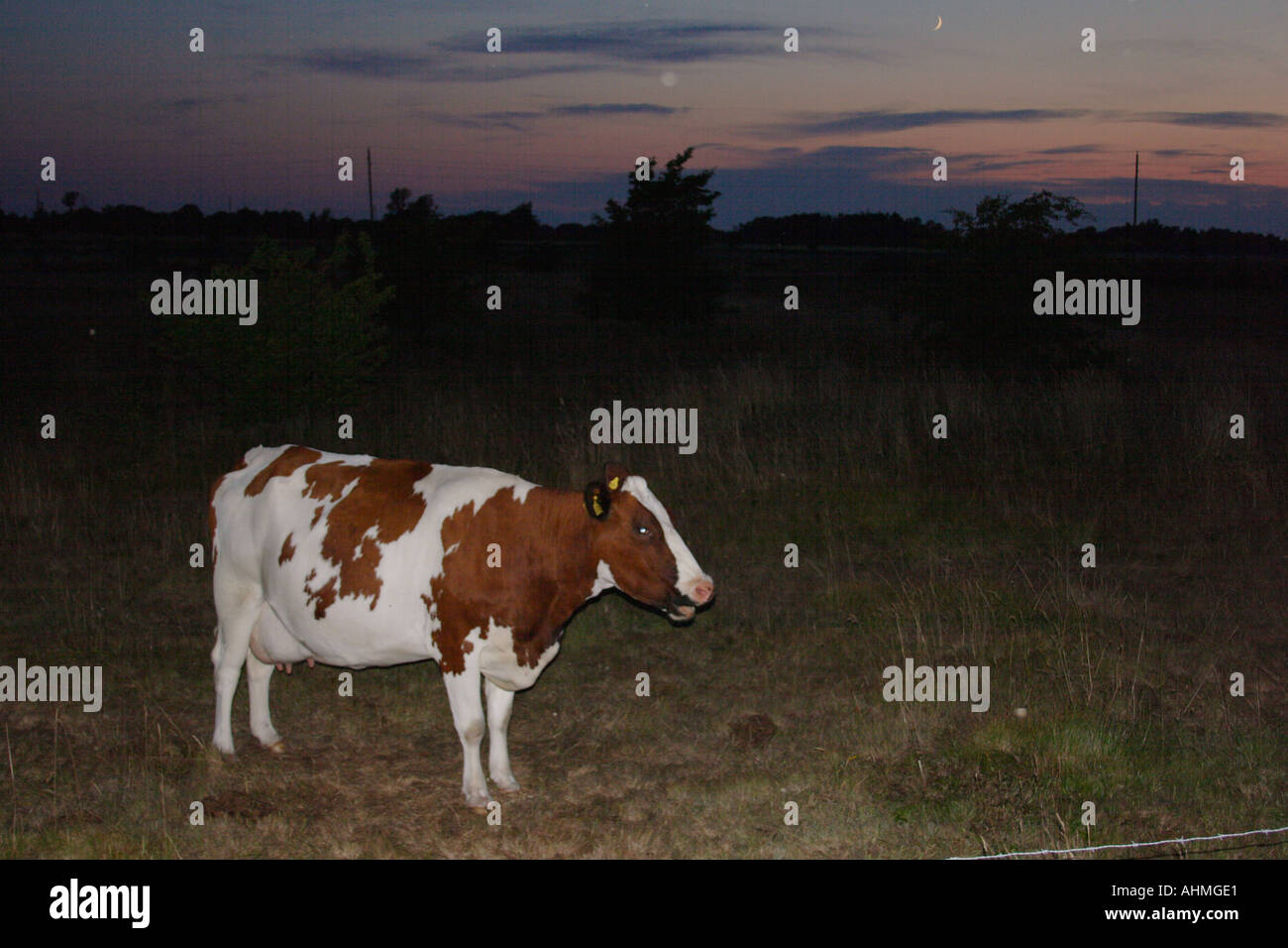 Cow at night Stock Photo - Alamy