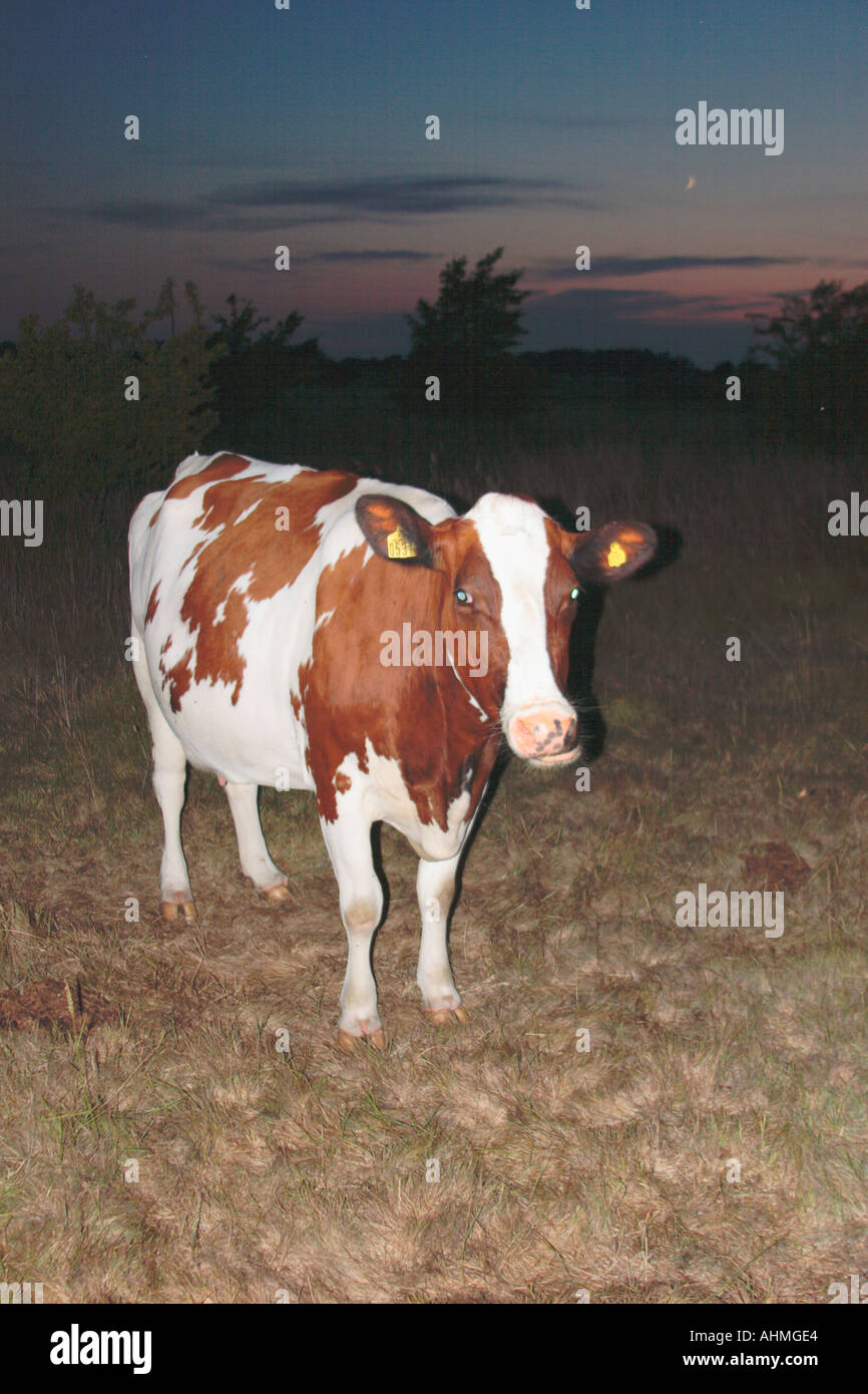 Cow at night Stock Photo - Alamy