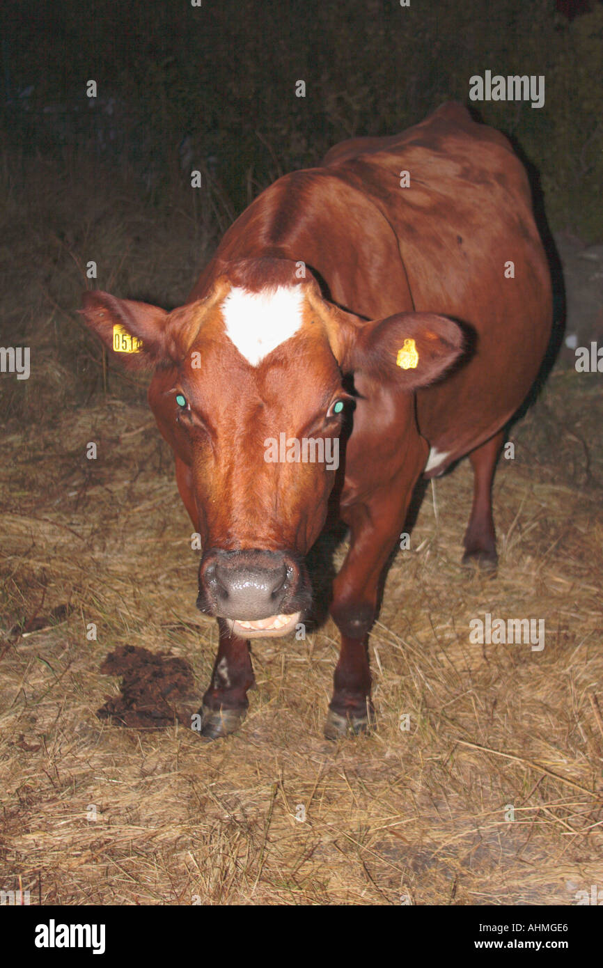 Cow at night Stock Photo - Alamy