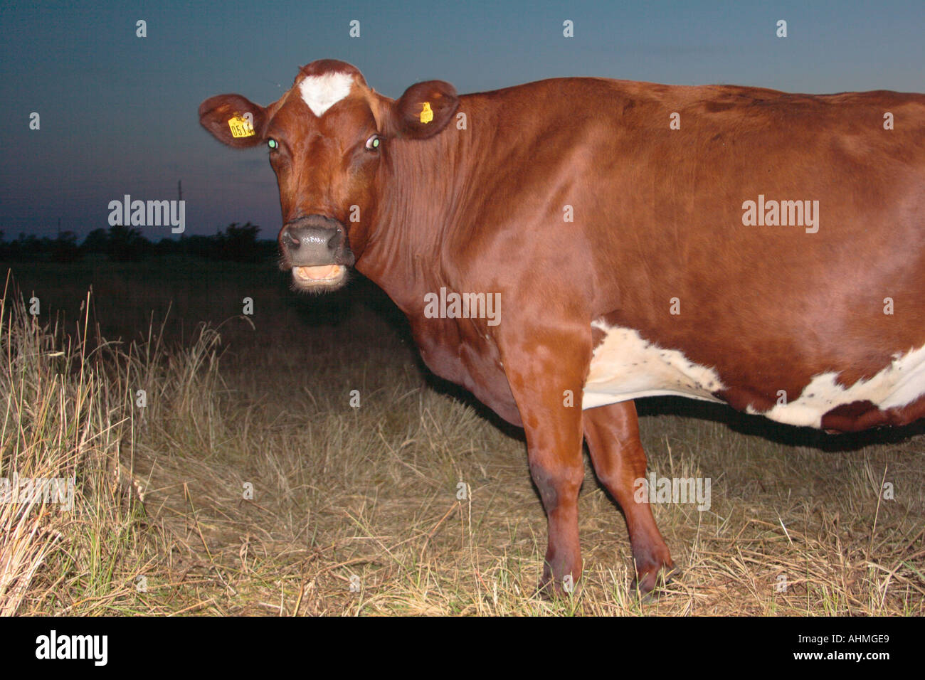 Cow at night Stock Photo - Alamy