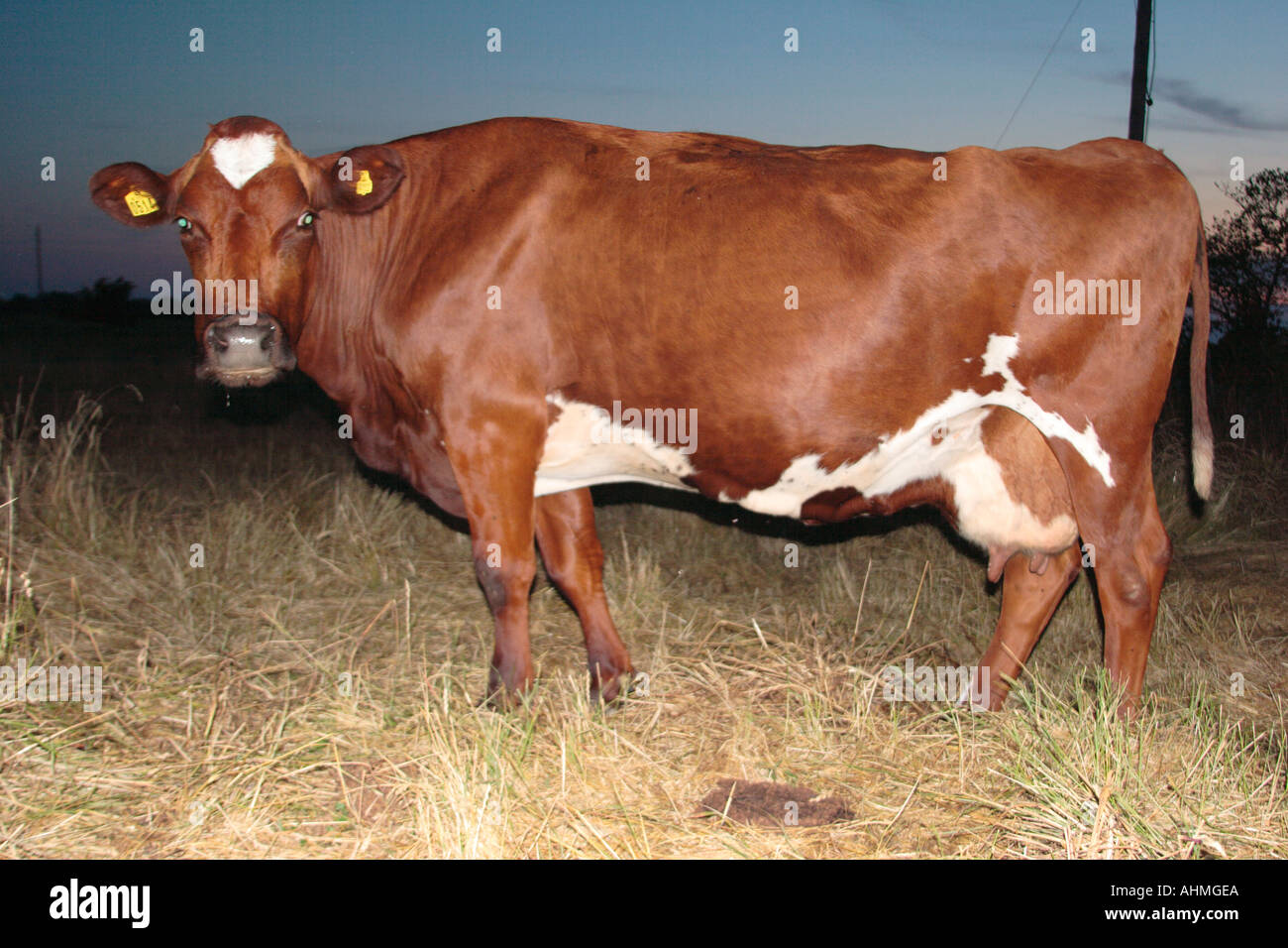 Cow at night Stock Photo - Alamy