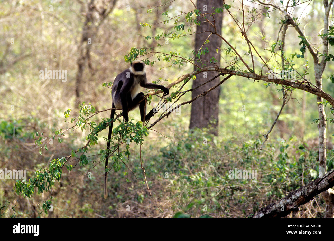 Hanuman ghats hi-res stock photography and images - Alamy