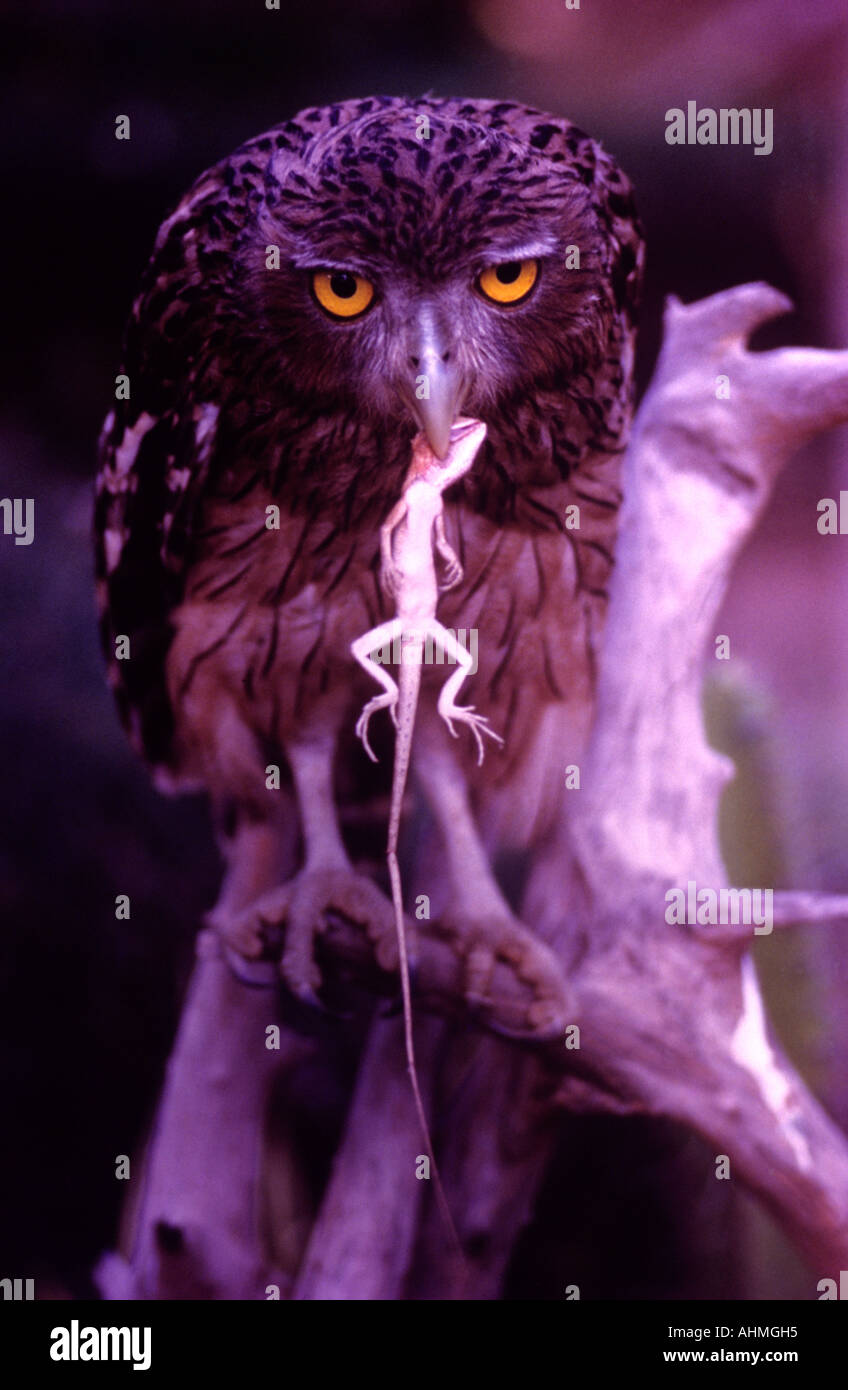 BROWN FISH OWL WITH PREY KERALA Stock Photo - Alamy