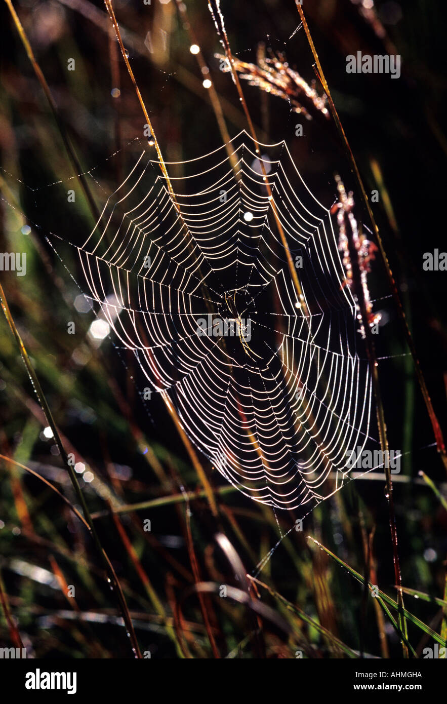 SPIDER WEB ERAVIKULAM NATIONAL PARK KERALA Stock Photo - Alamy
