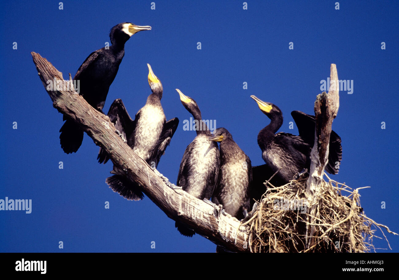 LARGE CORMORANT OR INDIAN SHAG KERALA Stock Photo - Alamy