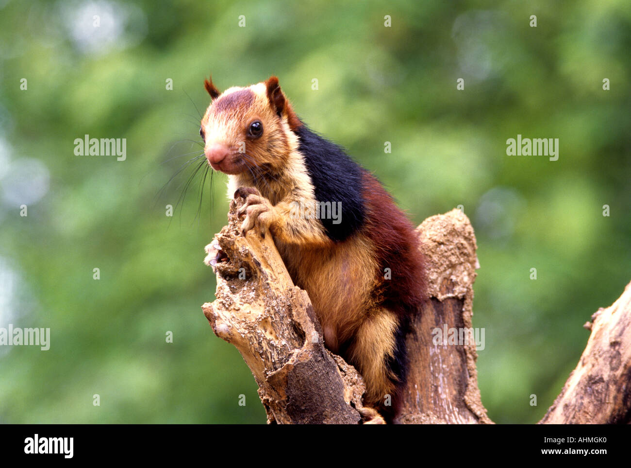 MALABAR GIANT SQUIRREL Stock Photo: 8289327 - Alamy MALABAR GIANT SQUIRREL Stock Photo: 8289327 - Alamy