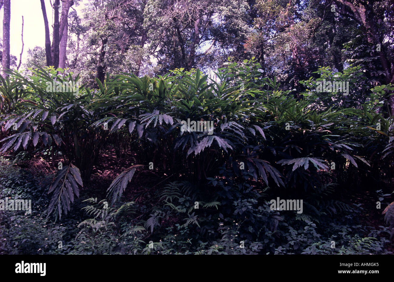 Cardamom plantation hi-res stock photography and images - Alamy