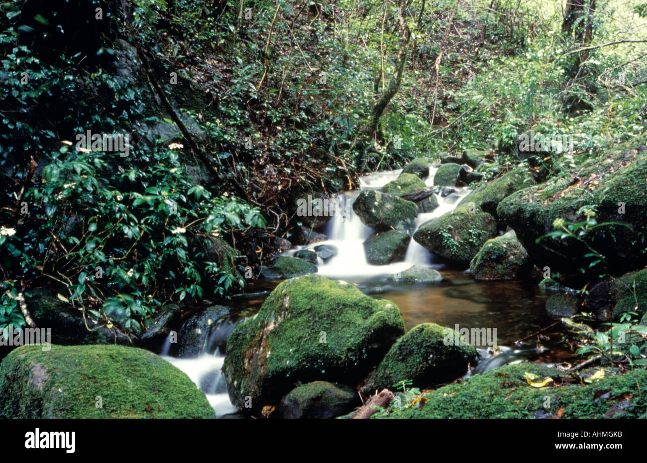 SHOLA FORESTS OF ERAVIKULAM NATIONAL PARK KERALA Stock Photo - Alamy