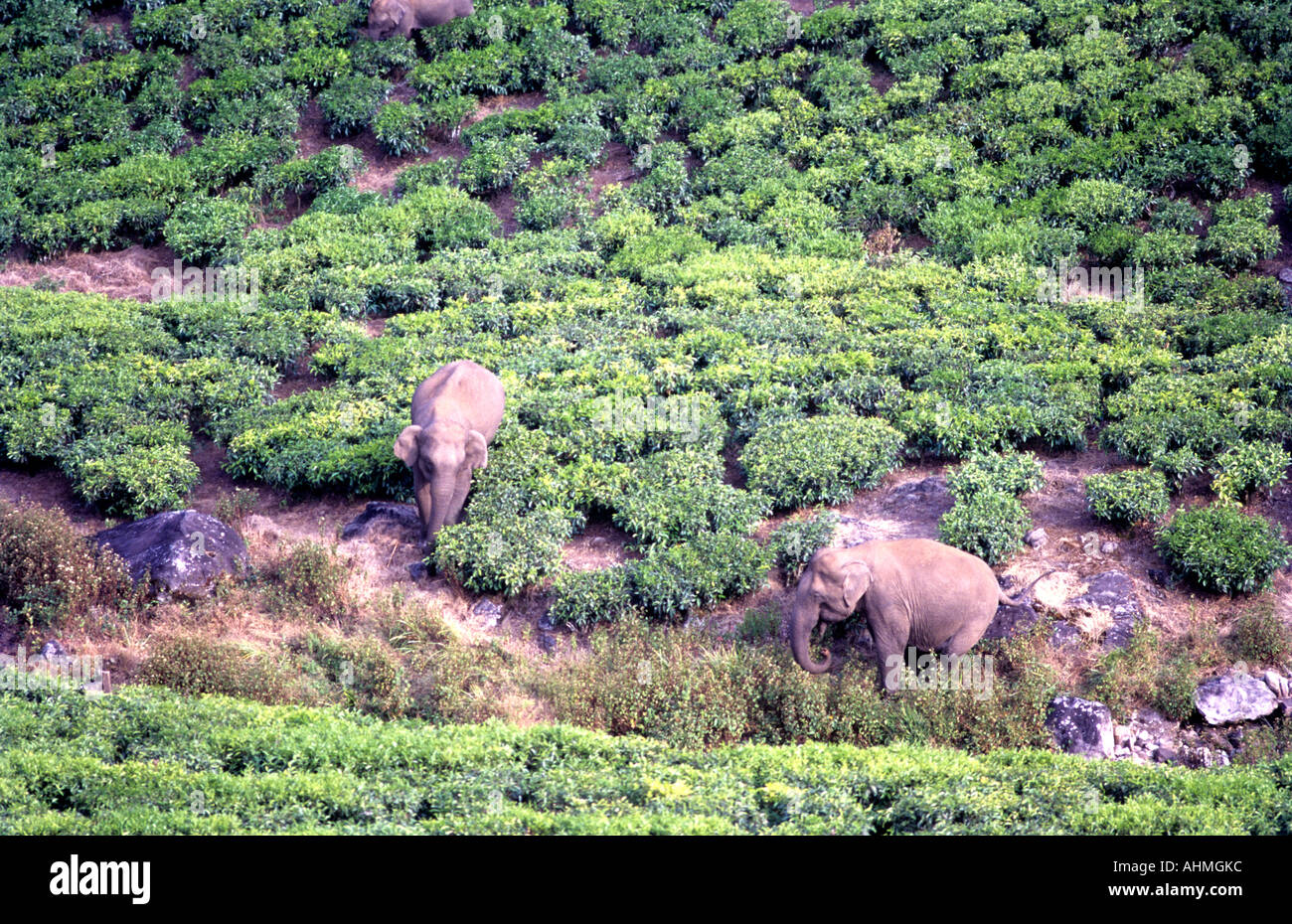 ELEPHANTS IN MUNNAR KERALA Stock Photo - Alamy