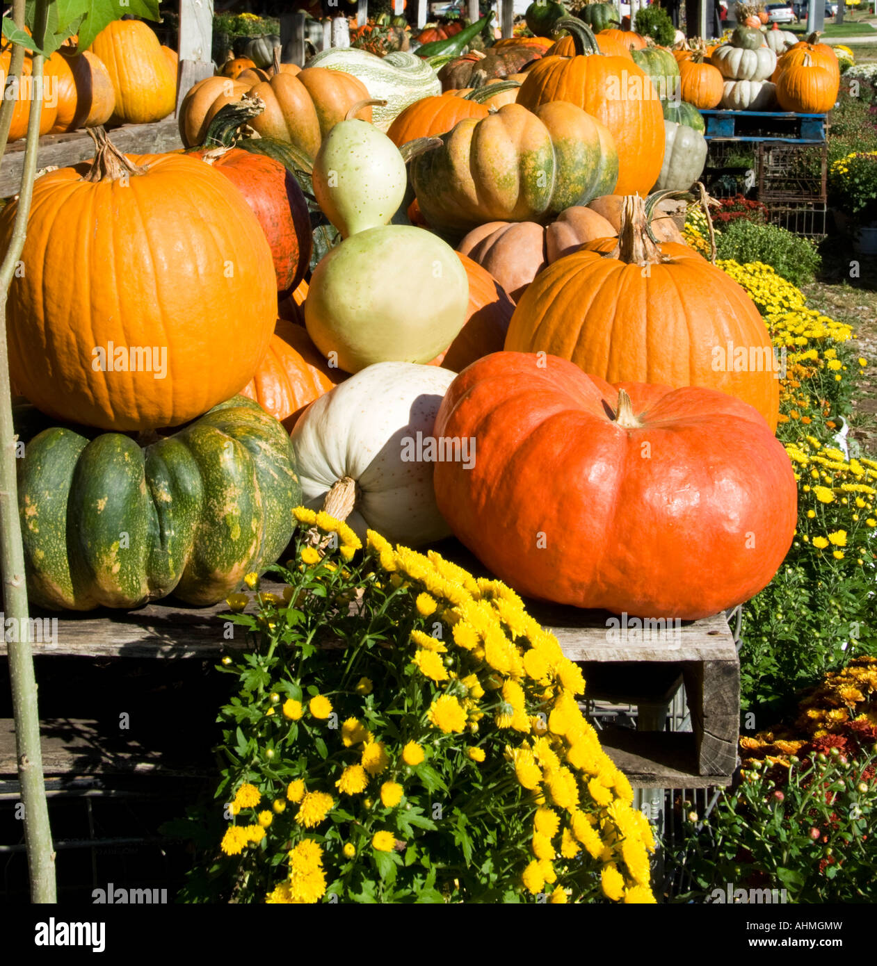 Variety of pumpkins hi-res stock photography and images - Alamy