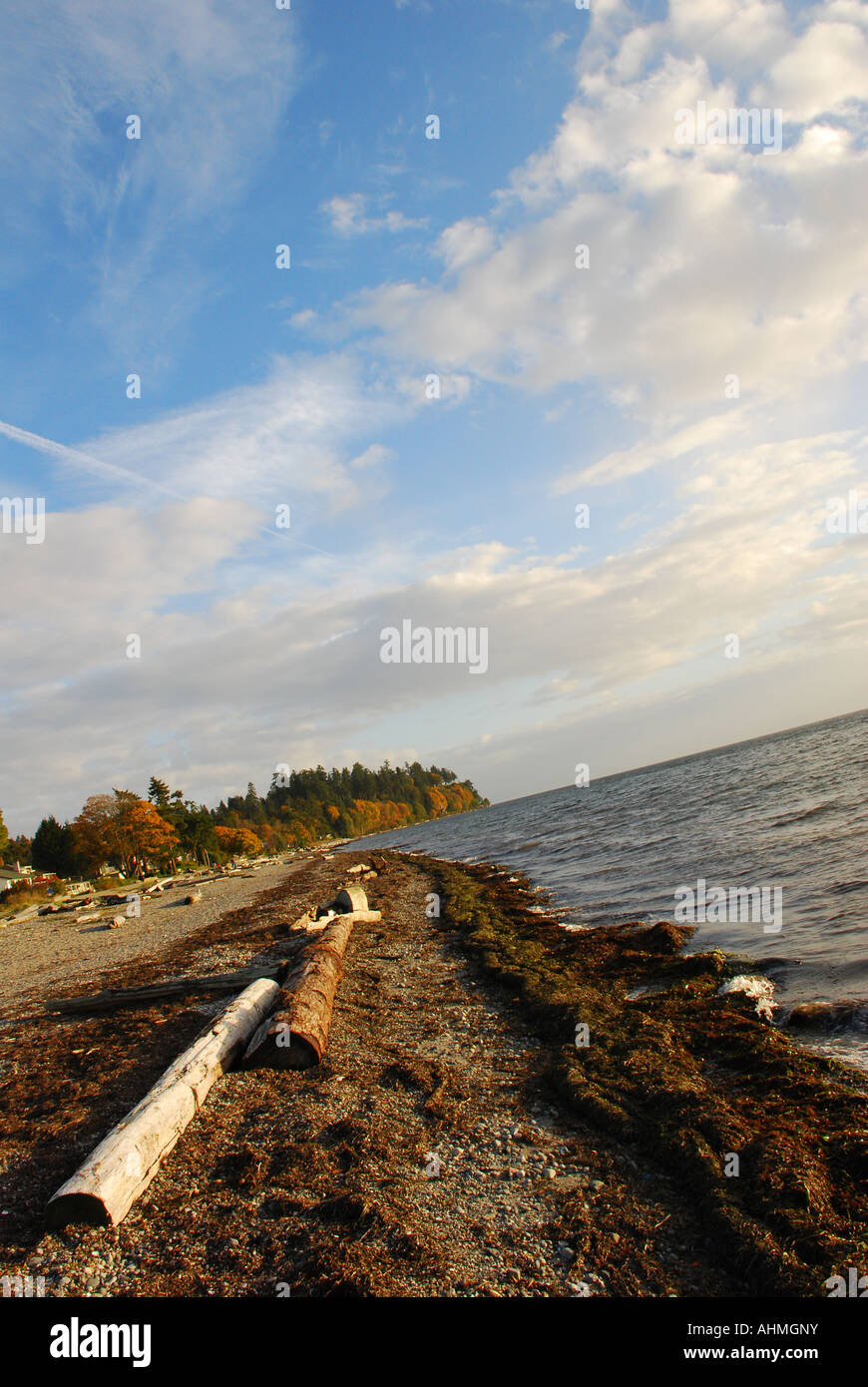 Trees begin to show Fall colours at Crescent Beach in Surrey British ...