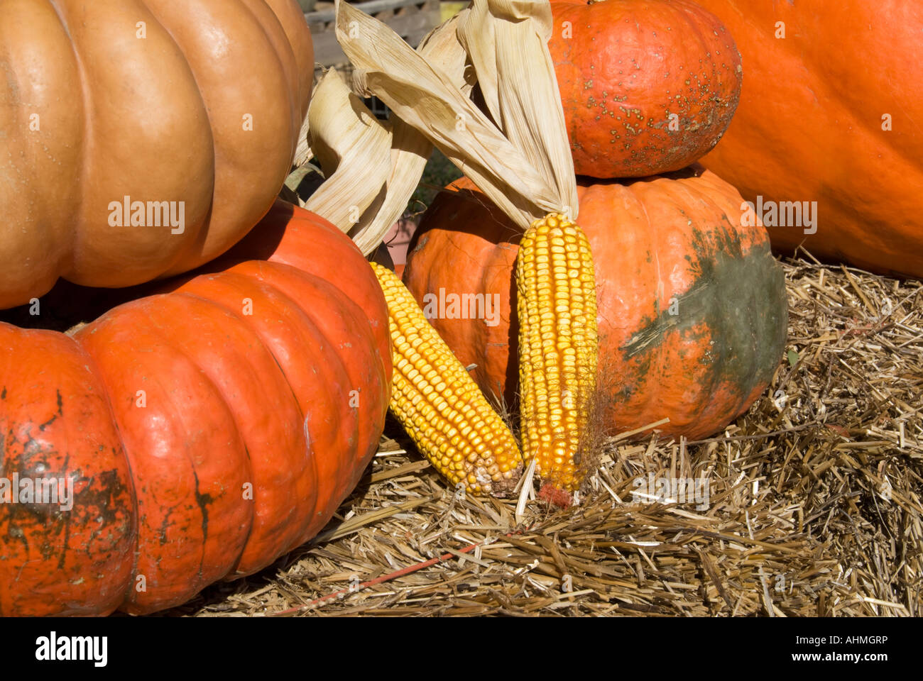 Usa thanksgiving gourd corn hi-res stock photography and images - Alamy