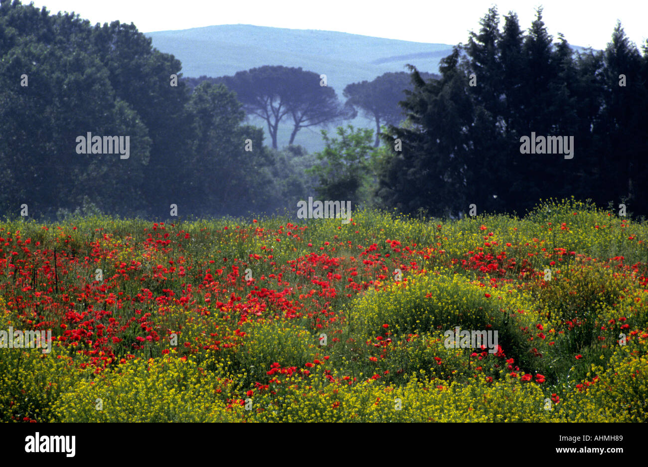 Tuscany Italy Italian red roses garden country Stock Photo - Alamy
