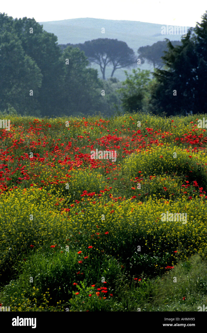 Tuscany Italy Italian red roses garden country Stock Photo - Alamy