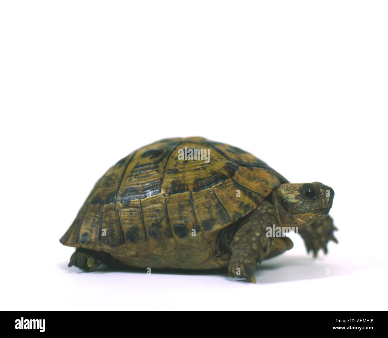 Tortoise white background side view Cut Out Stock Images & Pictures - Alamy