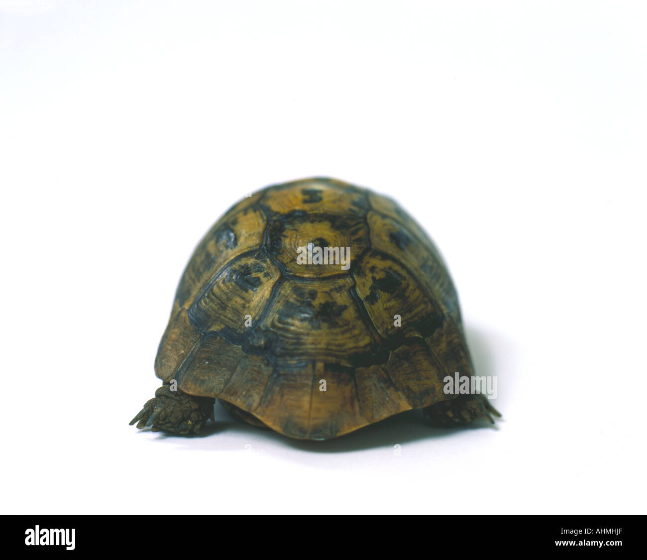 Very old tortoise Cut Out Stock Images & Pictures - Alamy