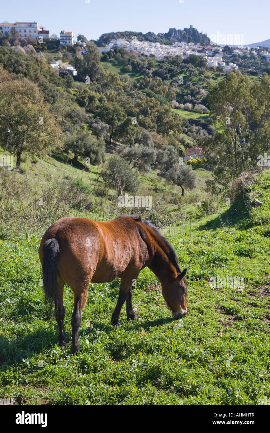 White village of Gaucin Malaga Province Spain Stock Photo - Alamy